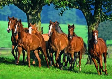 Ein Rudel Pferde - Puzzle-point.de